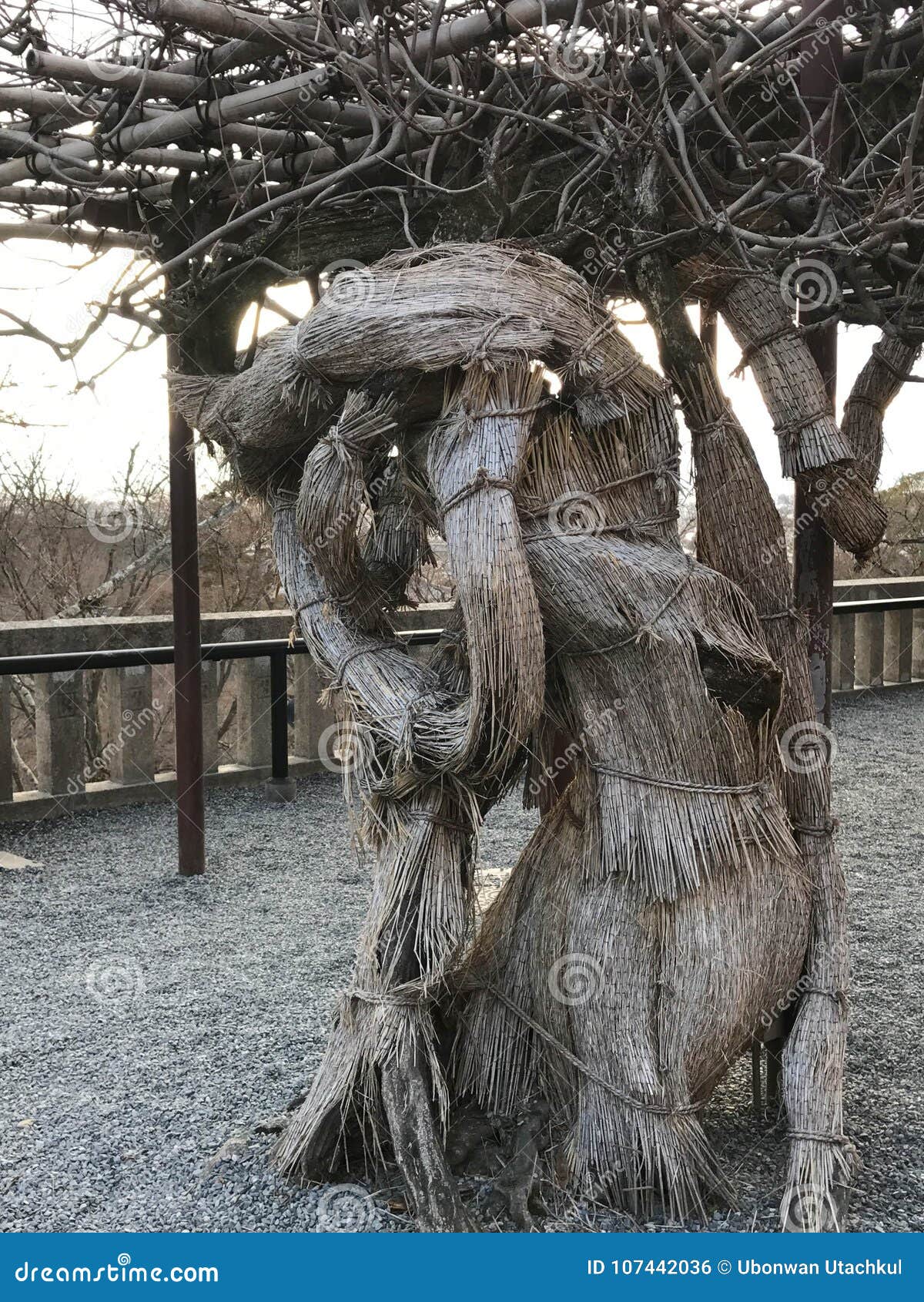 Tree Wrapped with Weave Mat and Rope for Snow Protection Stock Photo ...