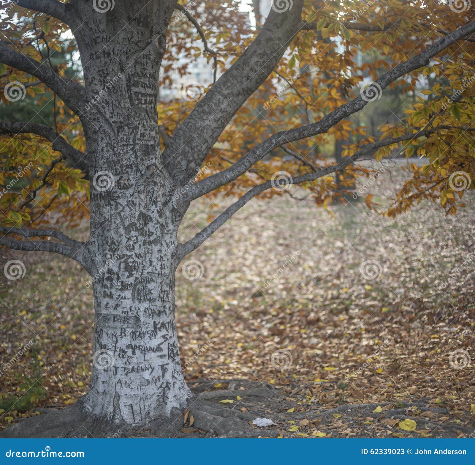 Tree with writing stock image. Image of etched, carved - 62339023