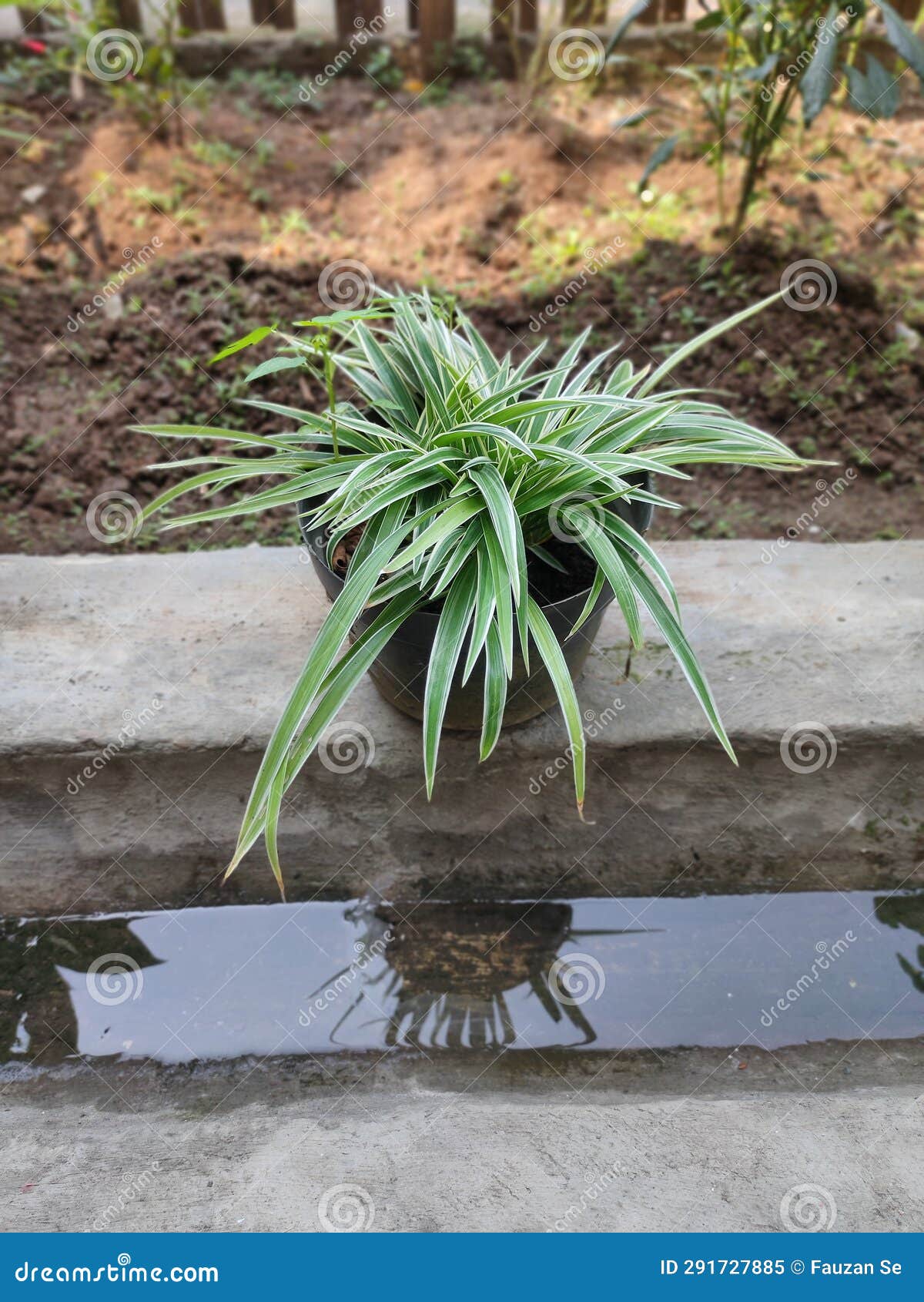 Tree in the Yard Near the Water Channel Stock Image - Image of yard ...