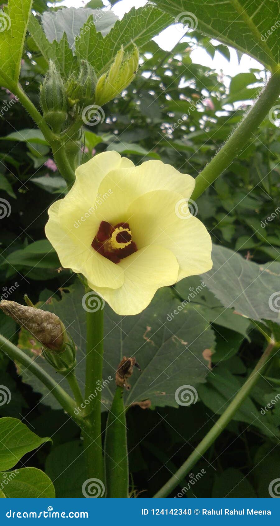 Tree yeah not bad stock photo. Image of yeah, great - 124142340