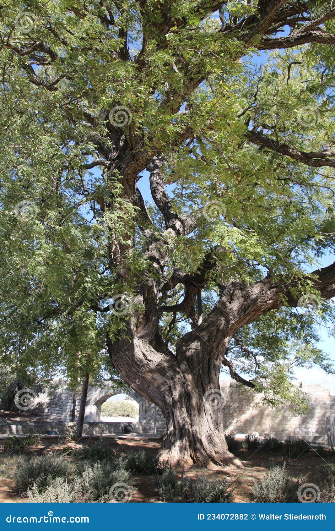 The Rosewood Tipuana Tipu Tree at Kolossi Castle Stock Photo - Image of ...