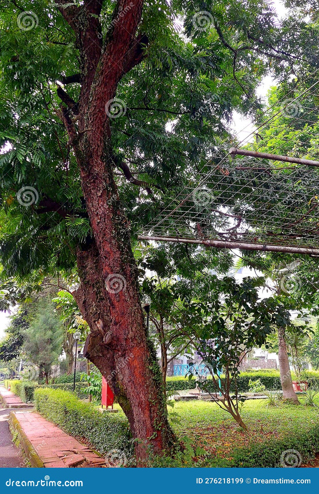 This tree is 12 years old stock image. Image of tree - 276218199