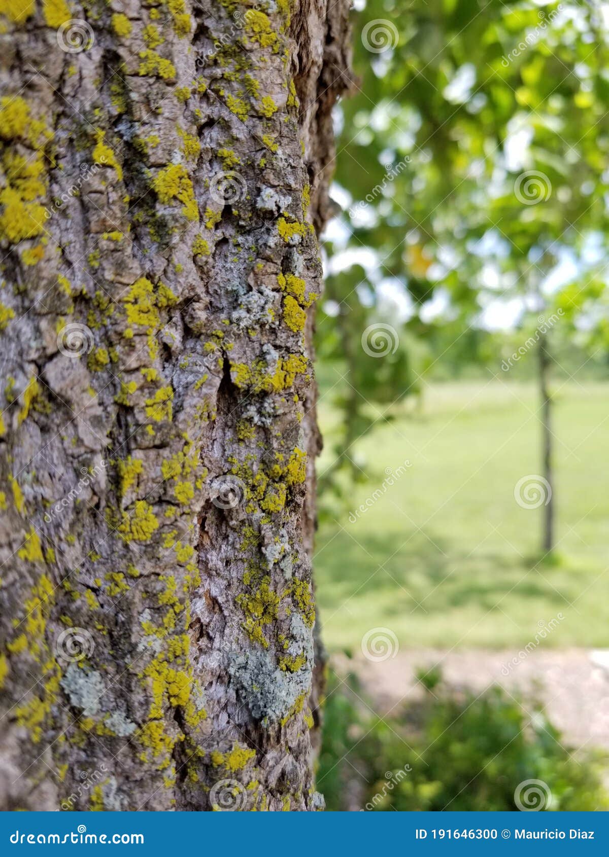 A Tree with Yellow Bark on the Park Stock Photo - Image of branch ...