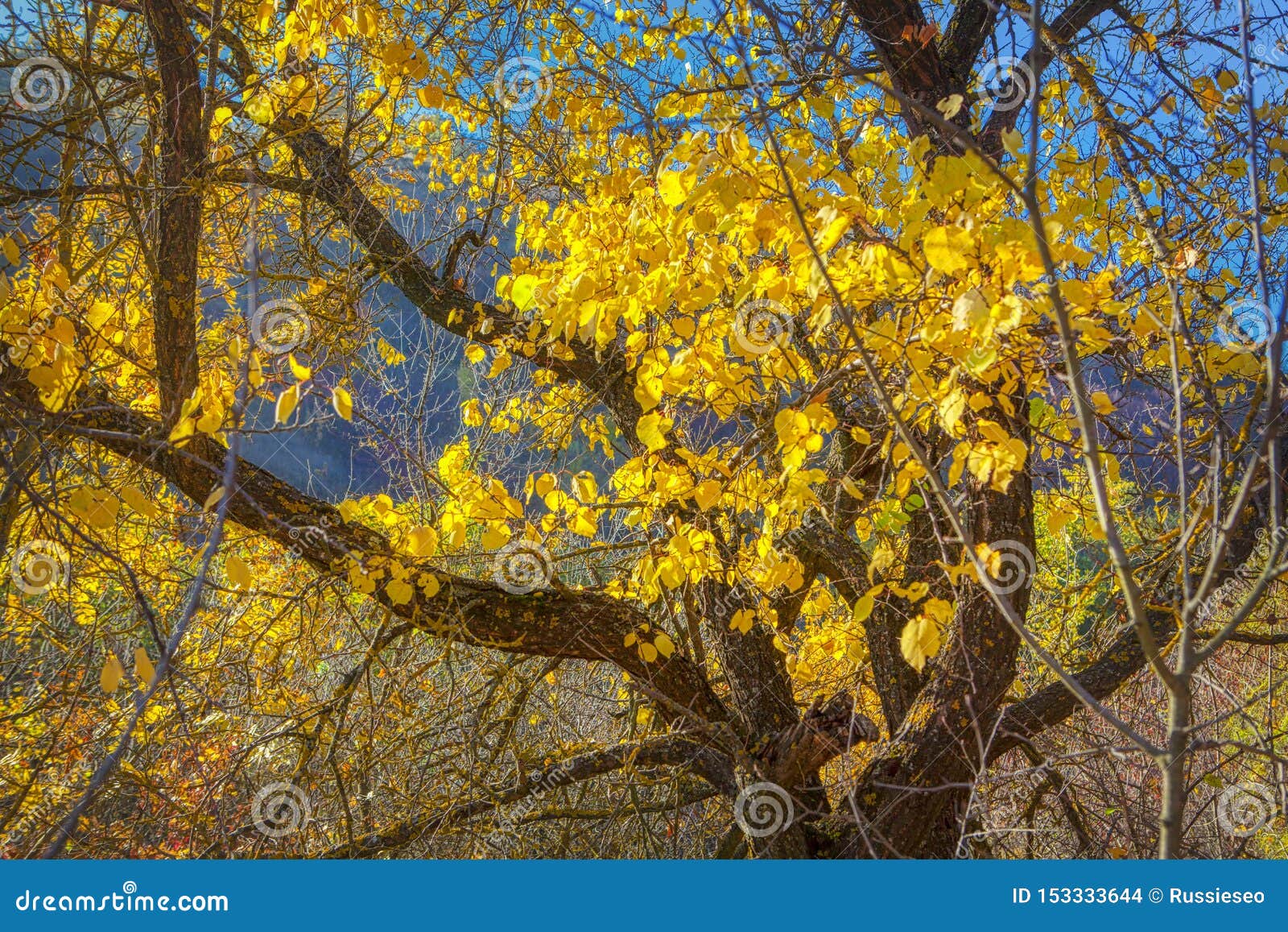 Yellow branches tree stock photo. Image of leaves, landscape - 153333644