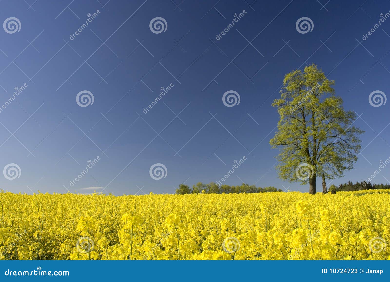 Tree in a yellow field stock image. Image of agricultural - 10724723