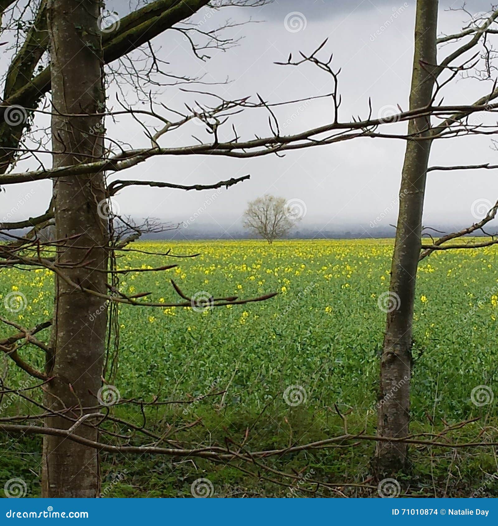 Tree in yellow field stock photo. Image of yellow, tree - 71010874