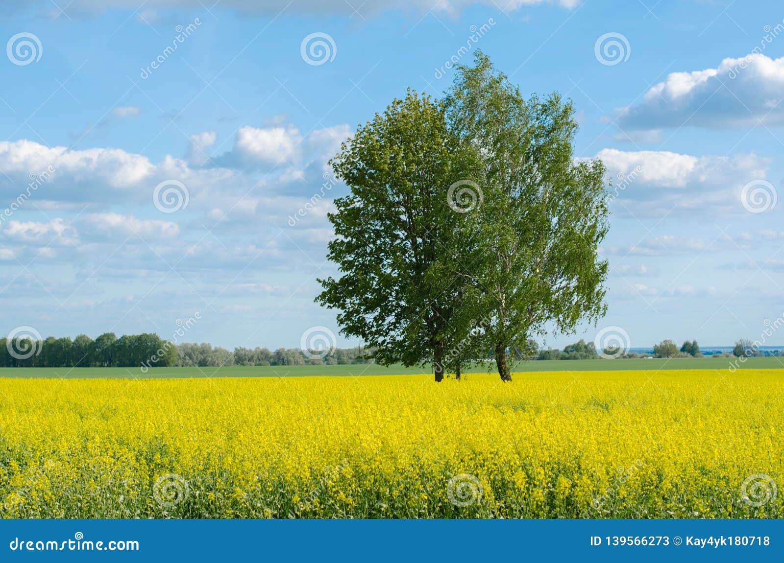 Tree on a Yellow Field Above the Sky with Clouds Stock Image - Image of ...