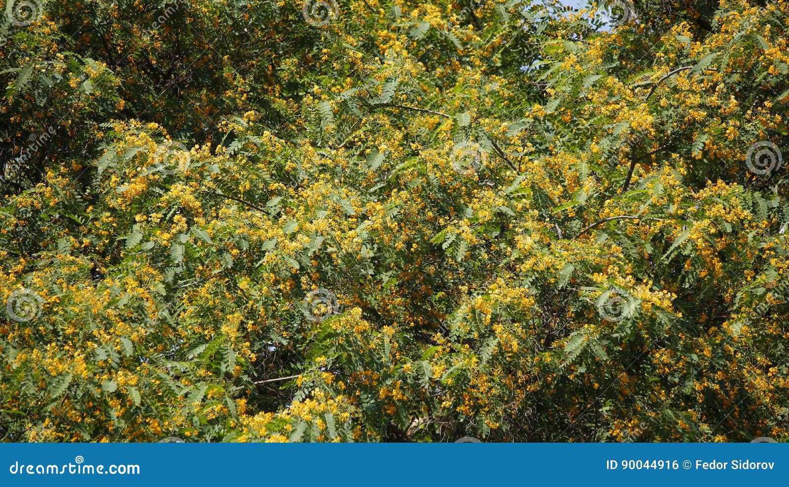 Tree with yellow flowers stock photo. Image of bright - 90044916