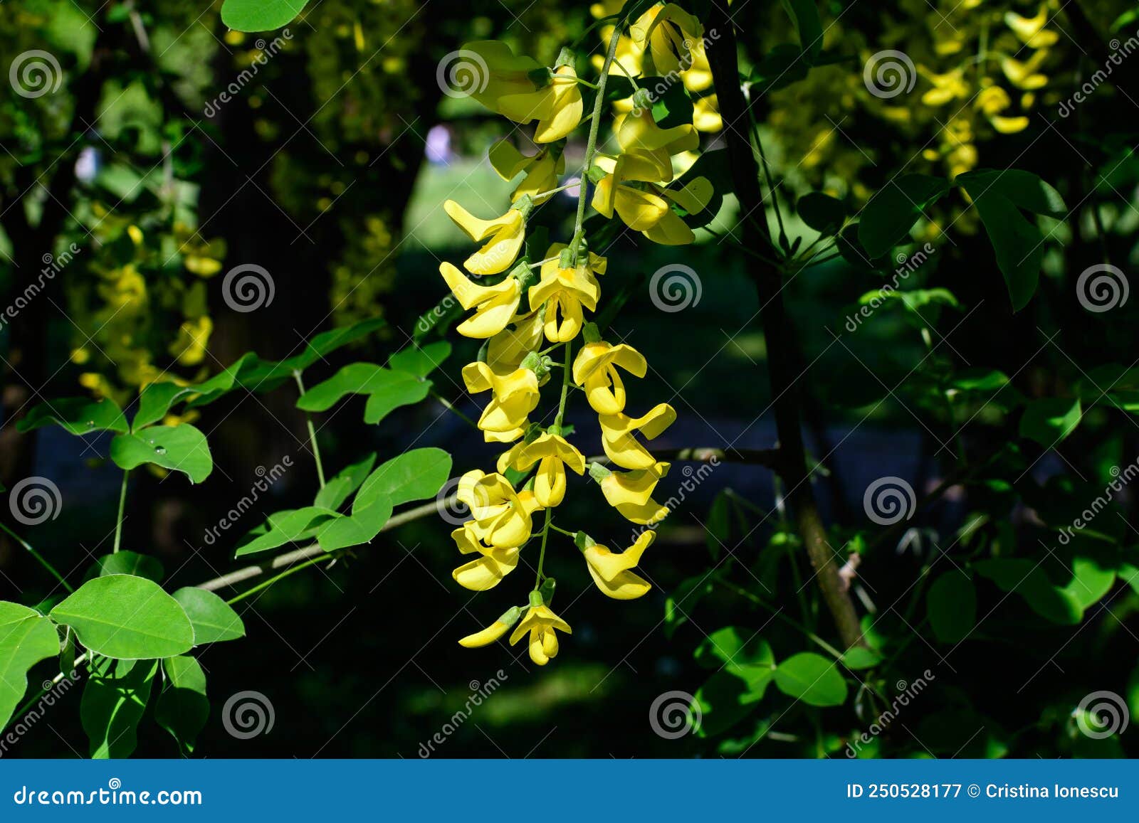Tree With Yellow Flowers And Buds Of Laburnum Anagyroides The Common