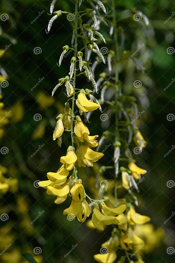 Tree With Yellow Flowers Of Laburnum Anagyroides The Common Laburnum