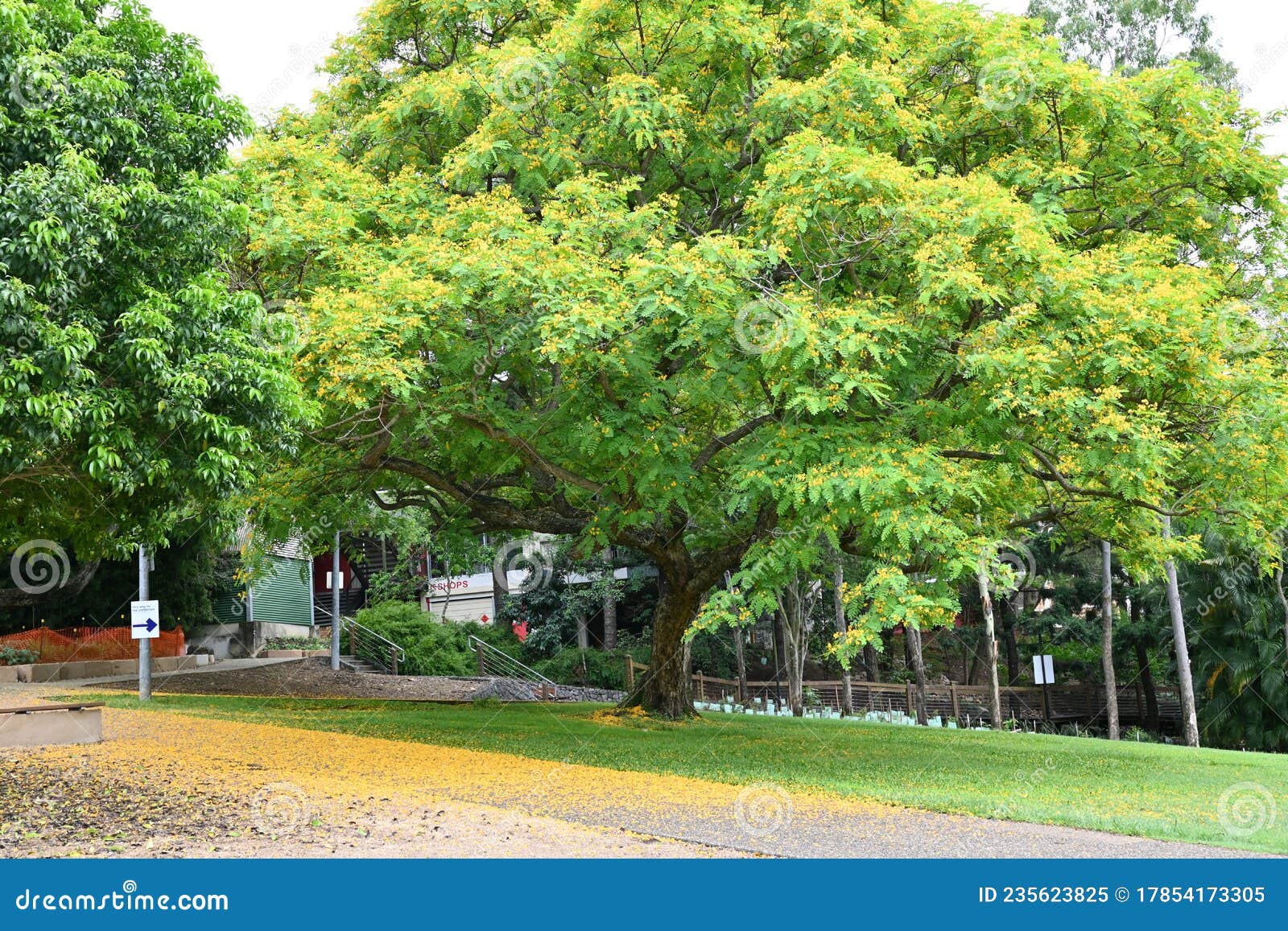 Tree and Yellow Flowers in Sumer Stock Image - Image of lawn, branch ...
