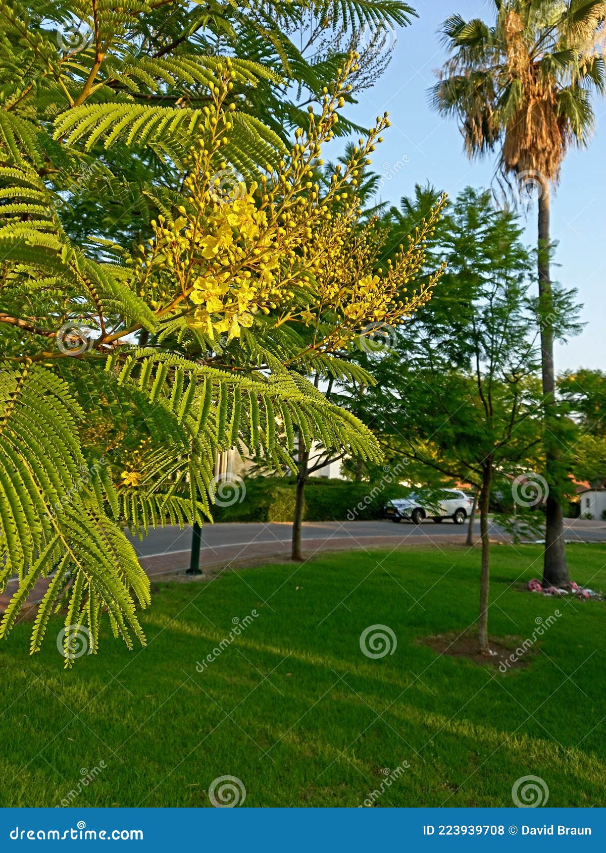 A tree with yellow flowers stock photo. Image of outside - 223939708