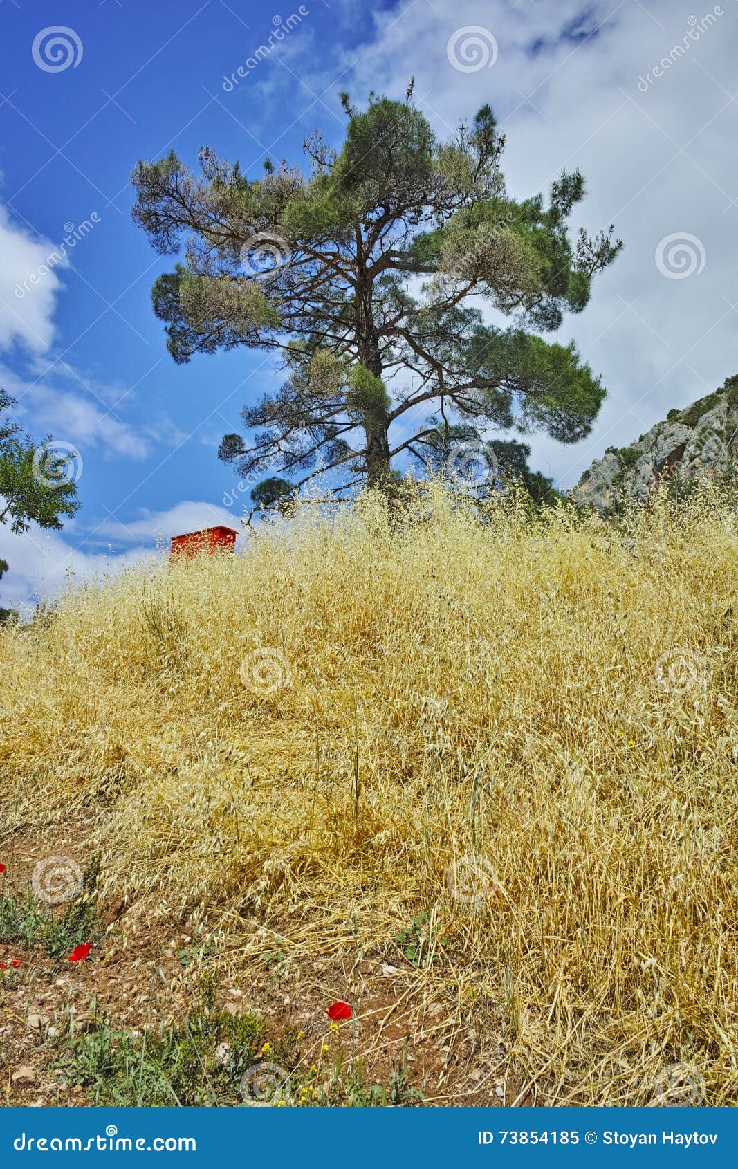 Tree and Yellow Grass in Ancient Greek Archaeological Site Delphi Stock ...