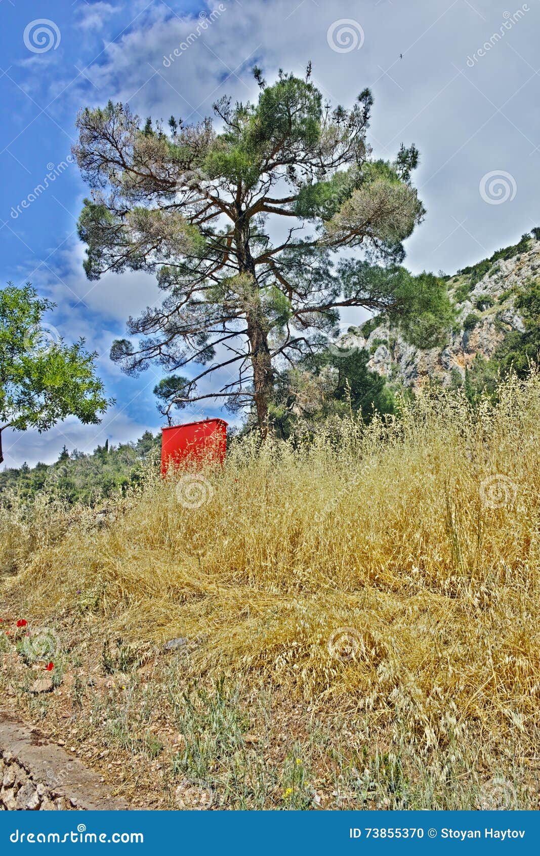 Tree and Yellow Grass in Ancient Greek Archaeological Site of Delphi ...
