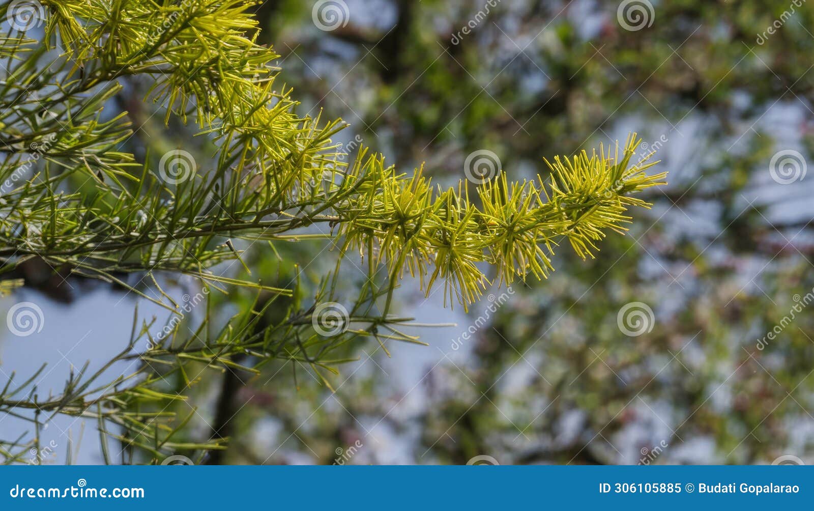 A Tree with Yellow and Green Leaves Stock Illustration - Illustration ...