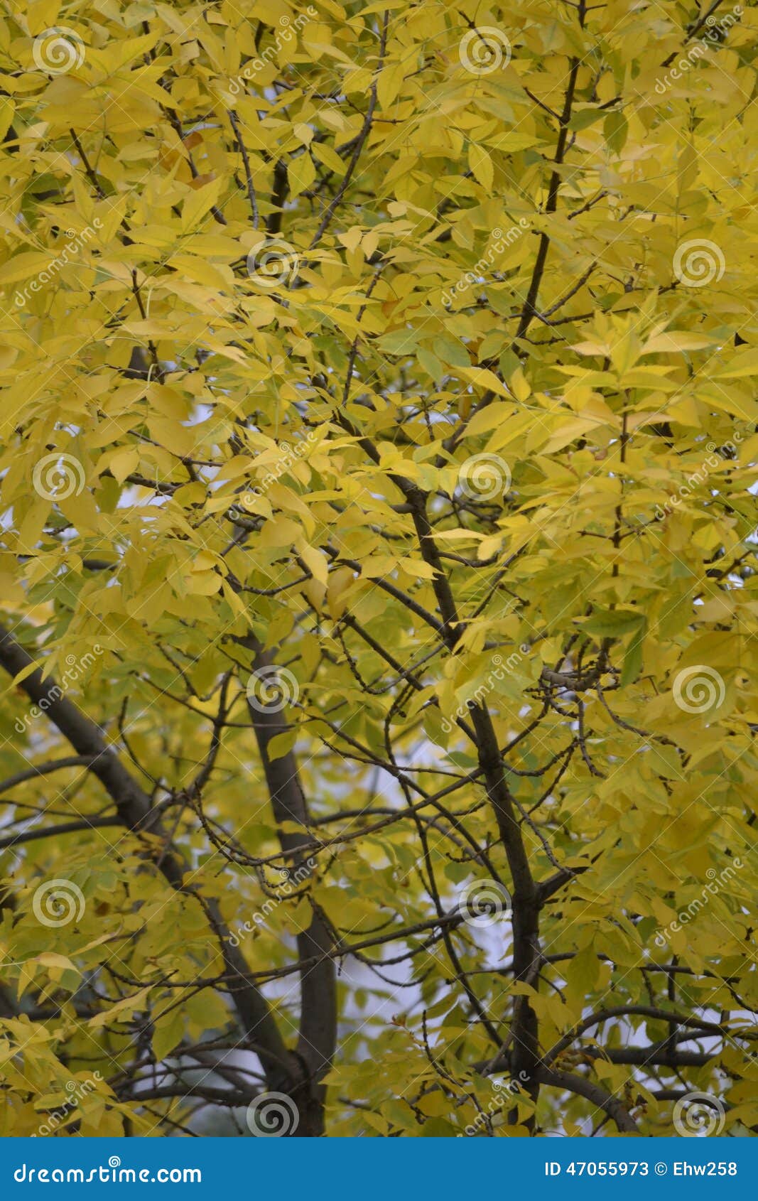 Tree Yellow Leaves stock image. Image of black, tree - 47055973