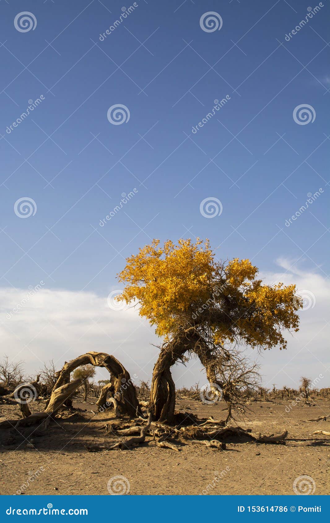 Trees with Yellow Leaves in Desert, China Stock Photo - Image of desert ...