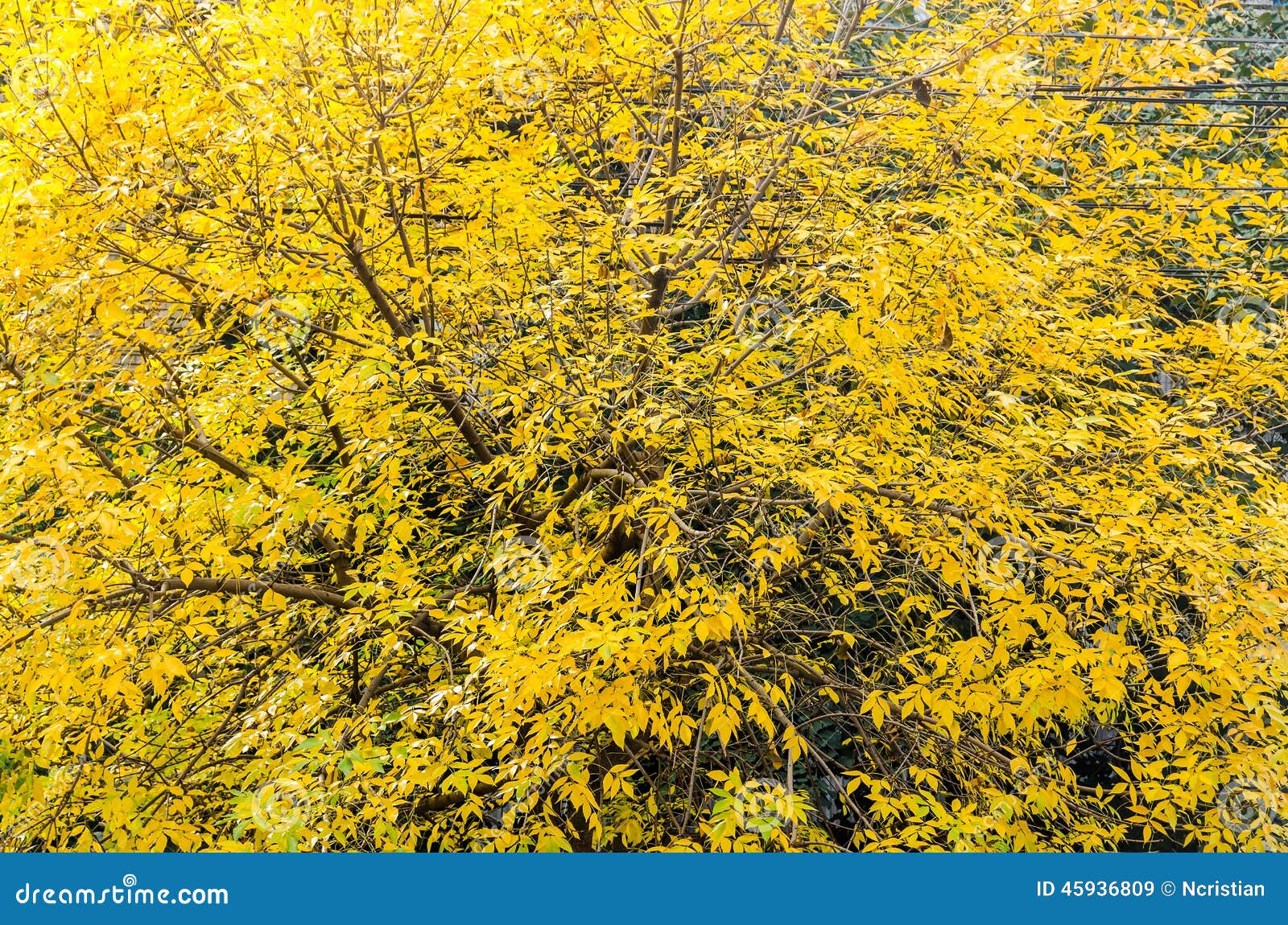 Tree with Yellow Leaves, Detail, Autumn Time Texture Stock Image ...