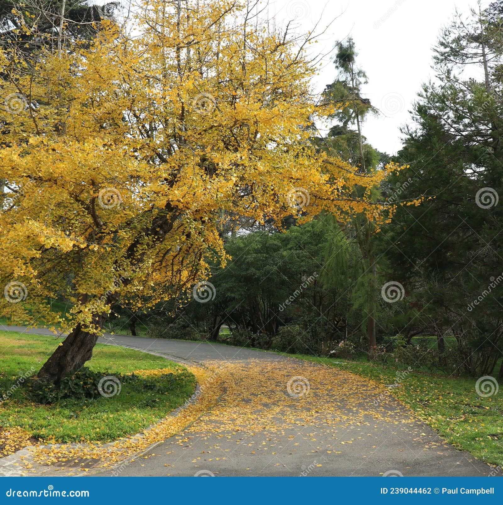 A Tree with Yellow Leaves Falling Off on a Path during the Fall. Stock ...