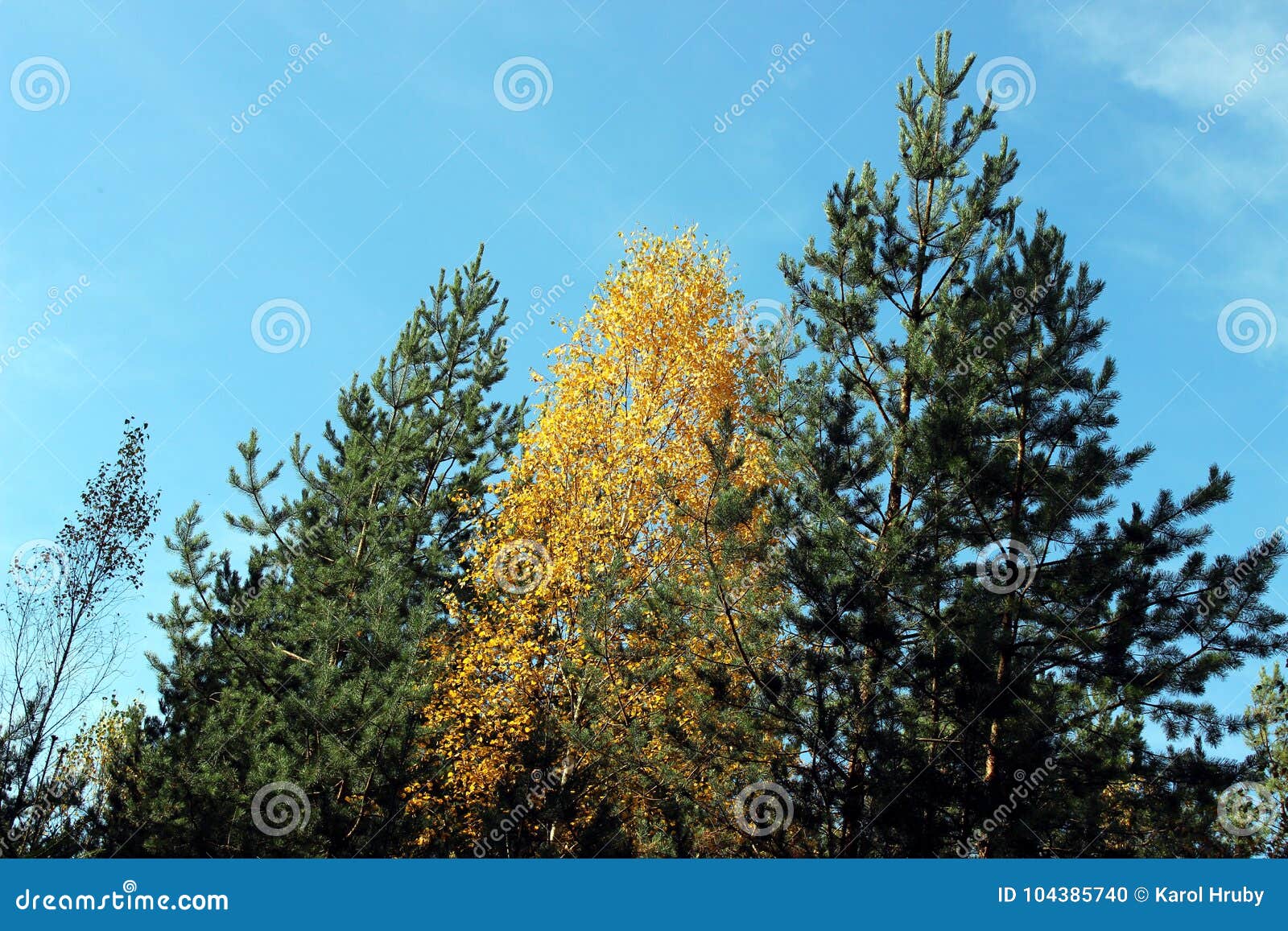 The Yellow Leaves Tree between Two Spruces Stock Photo - Image of ...