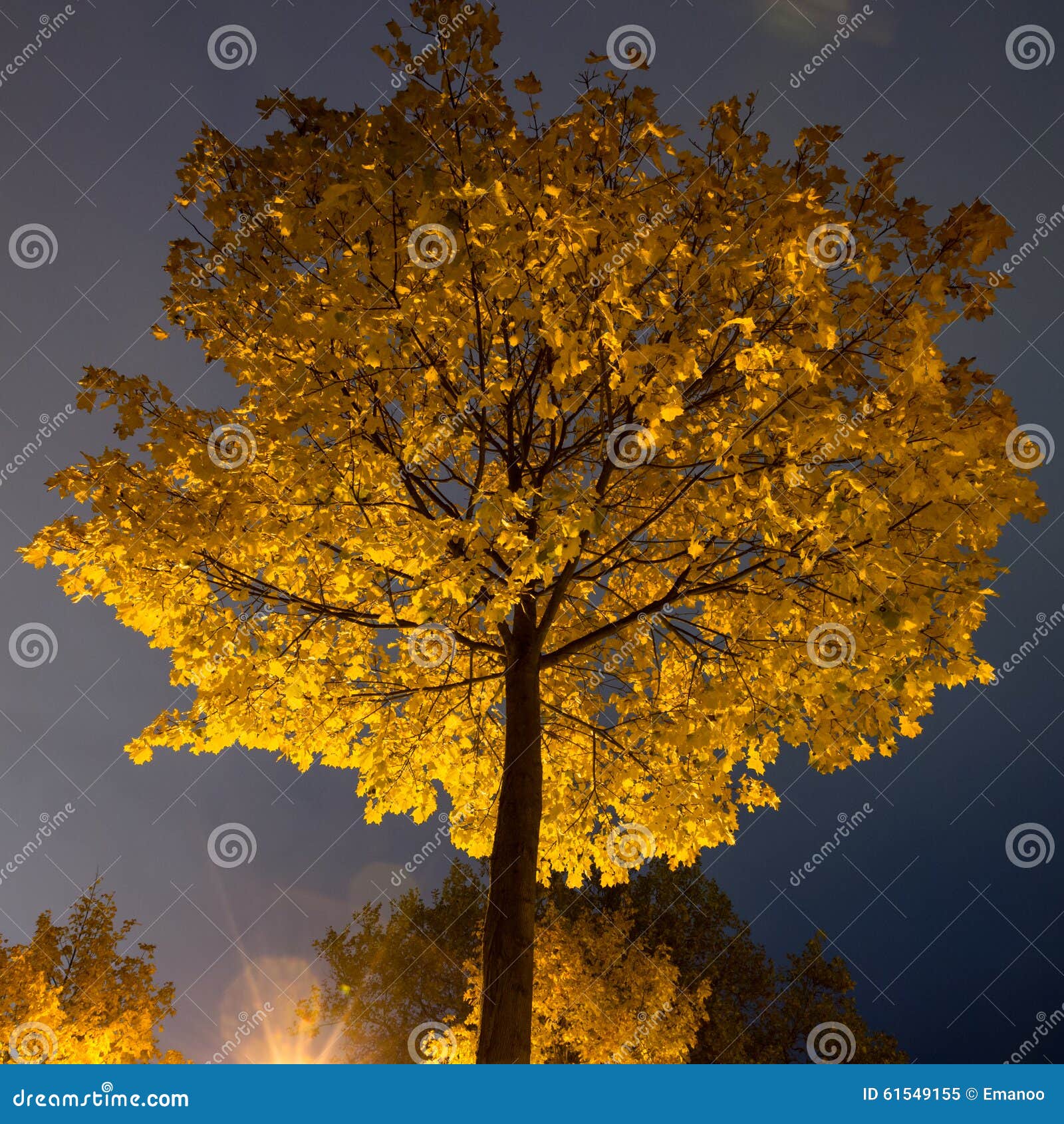Tree with Yellow Leaves at Night Stock Image - Image of fall, colorful ...