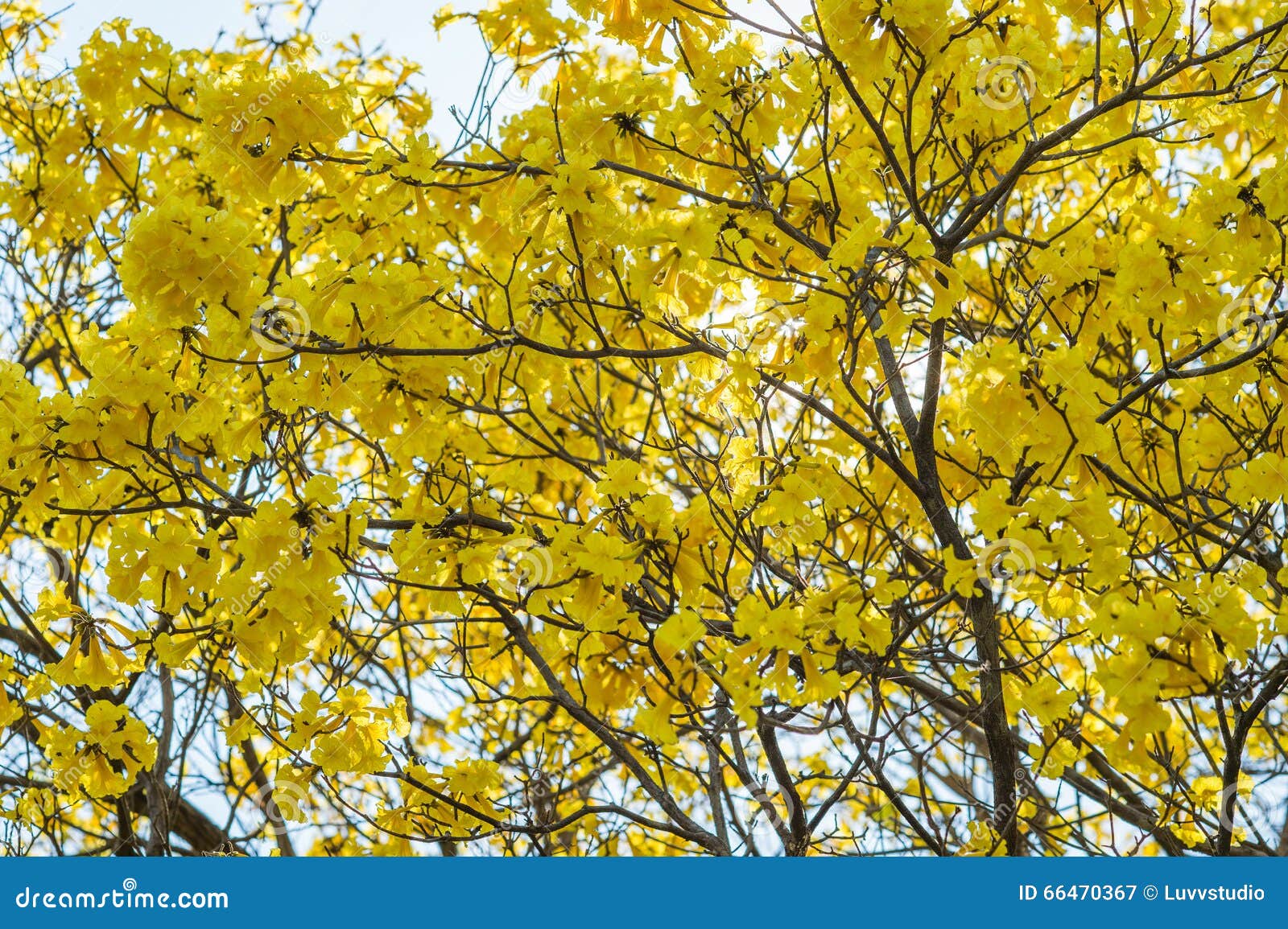 Tree Yellow on summer stock image. Image of light, pattern - 66470367