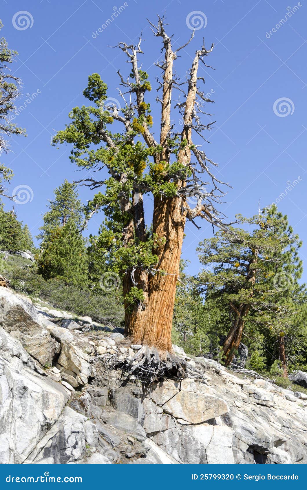 Tree in Yosemite stock photo. Image of green, environment - 25799320