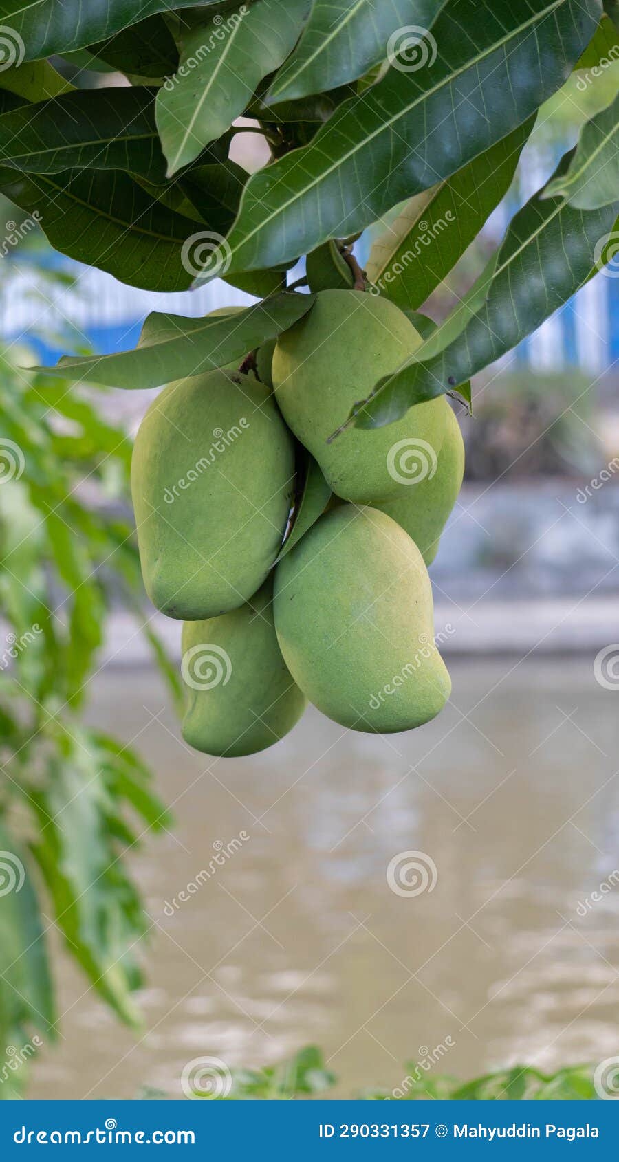 Tree and Young Mango Fruit by the River, Young Mango Fruit in Summer ...