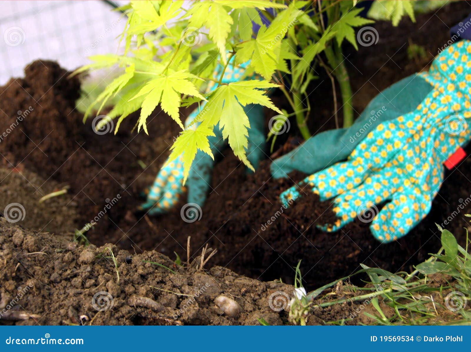 Tree young plant planting stock photo. Image of soil - 19569534