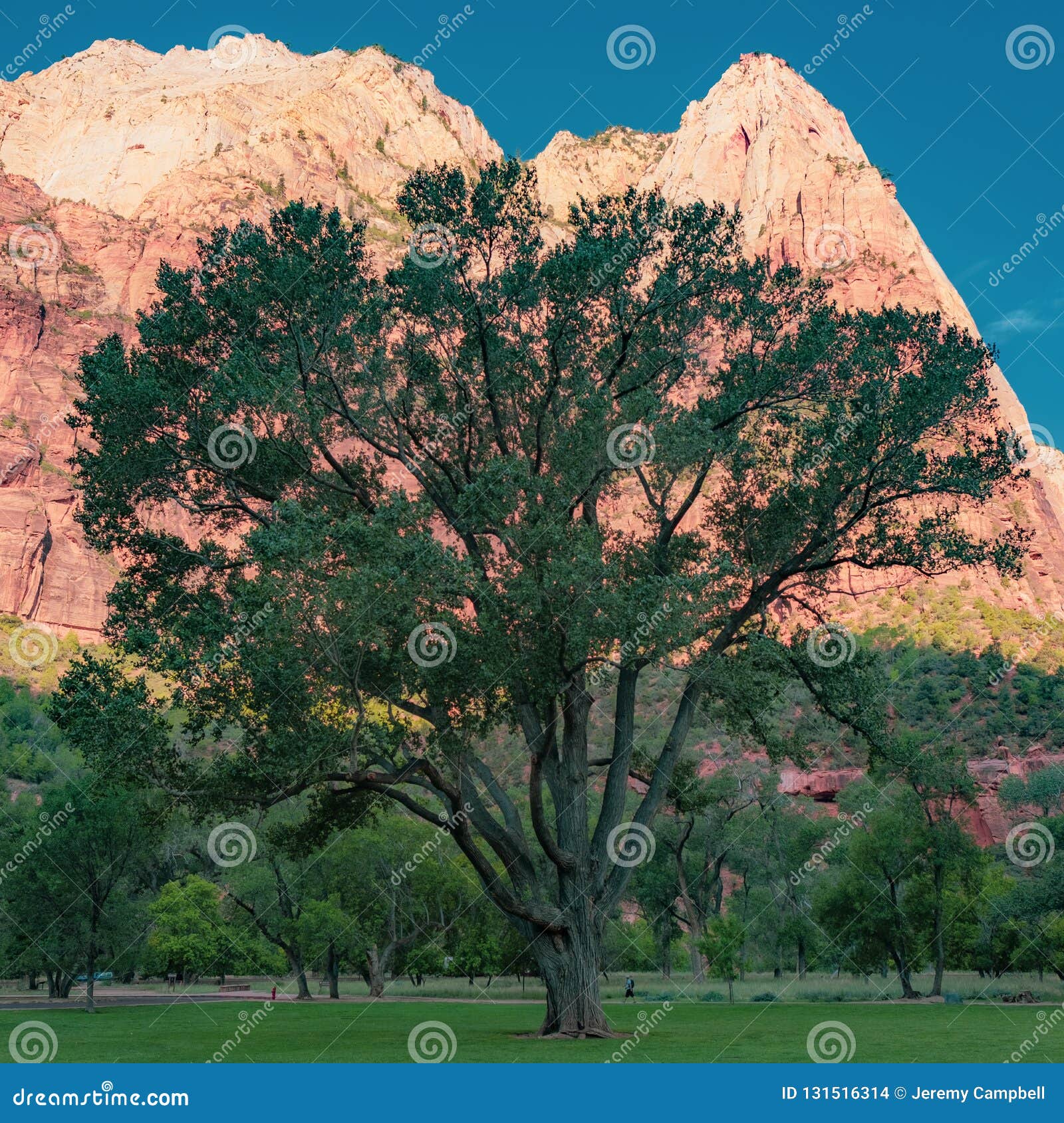 Tree at Zion Lodge, Utah stock photo. Image of granite - 131516314