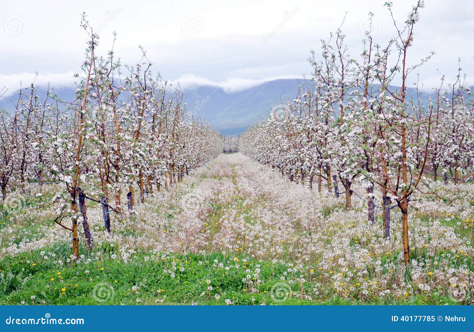 Apple orchard in spring stock image. Image of agriculture - 40177785
