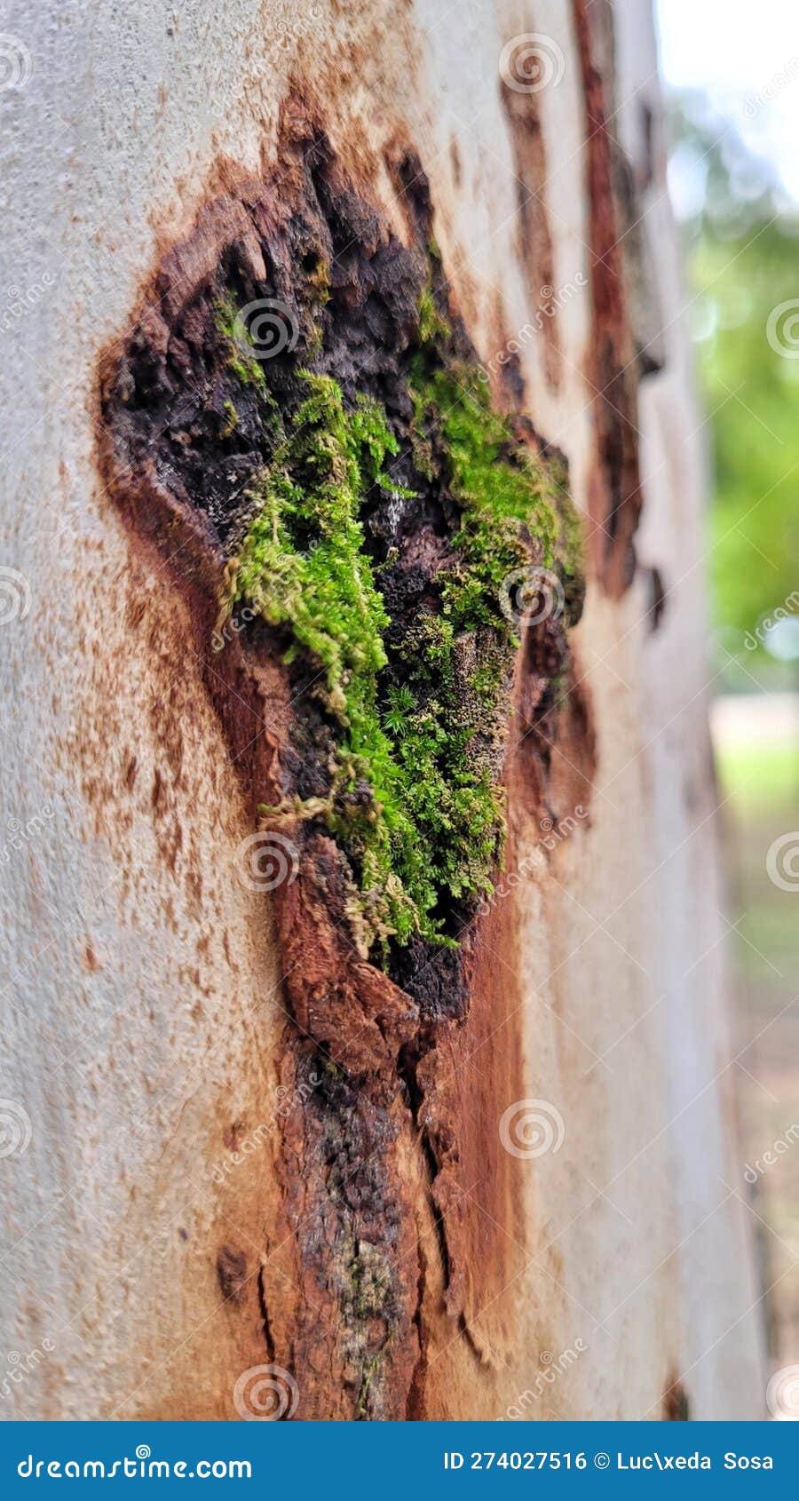 Tree stock photo. Image of plant, green, branch, bark - 274027516