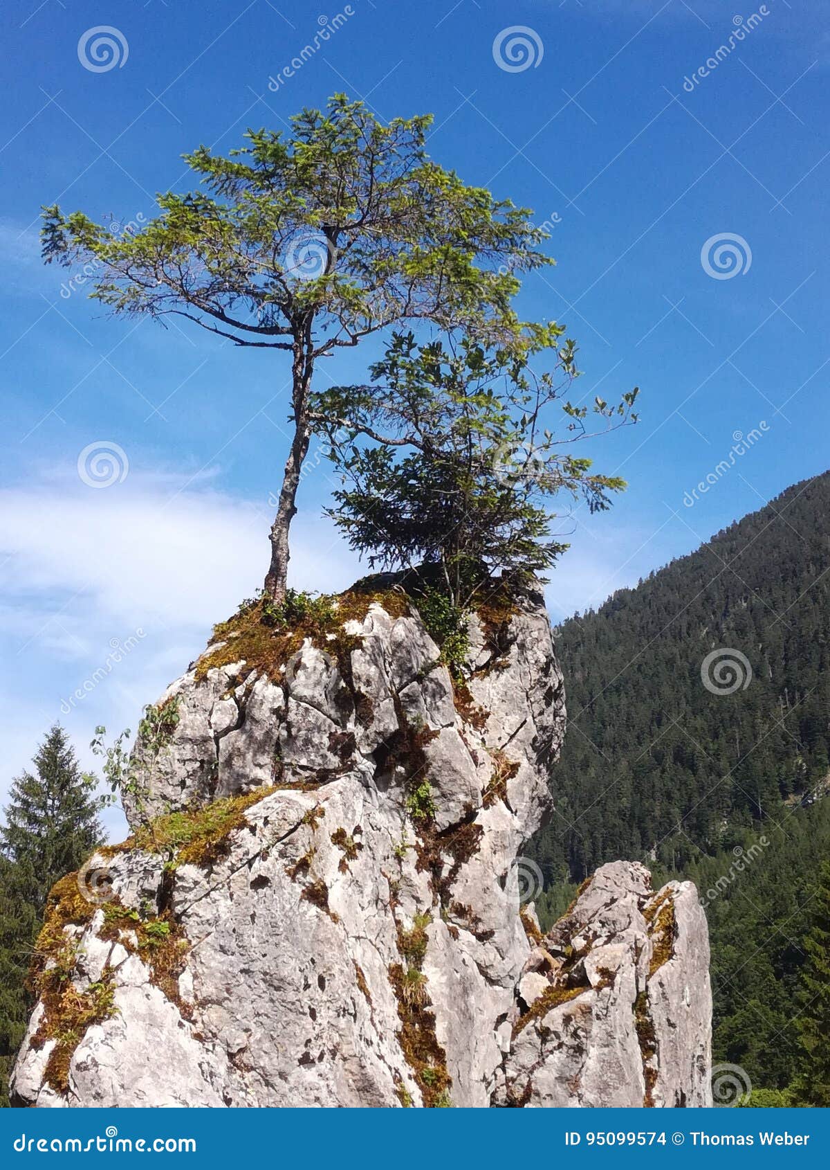 Tree zoom stock photo. Image of stone, zoom, tree, plant - 95099574