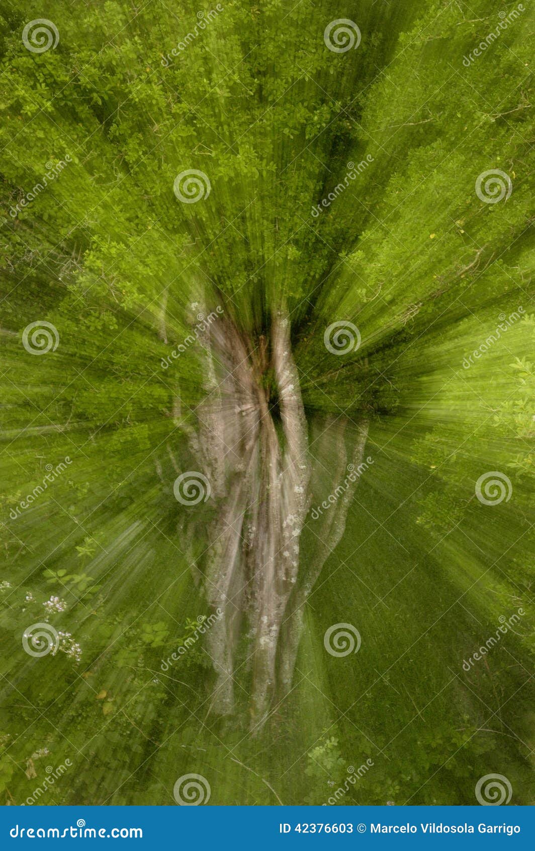 Tree with zoom effect stock image. Image of lines, zoom - 42376603