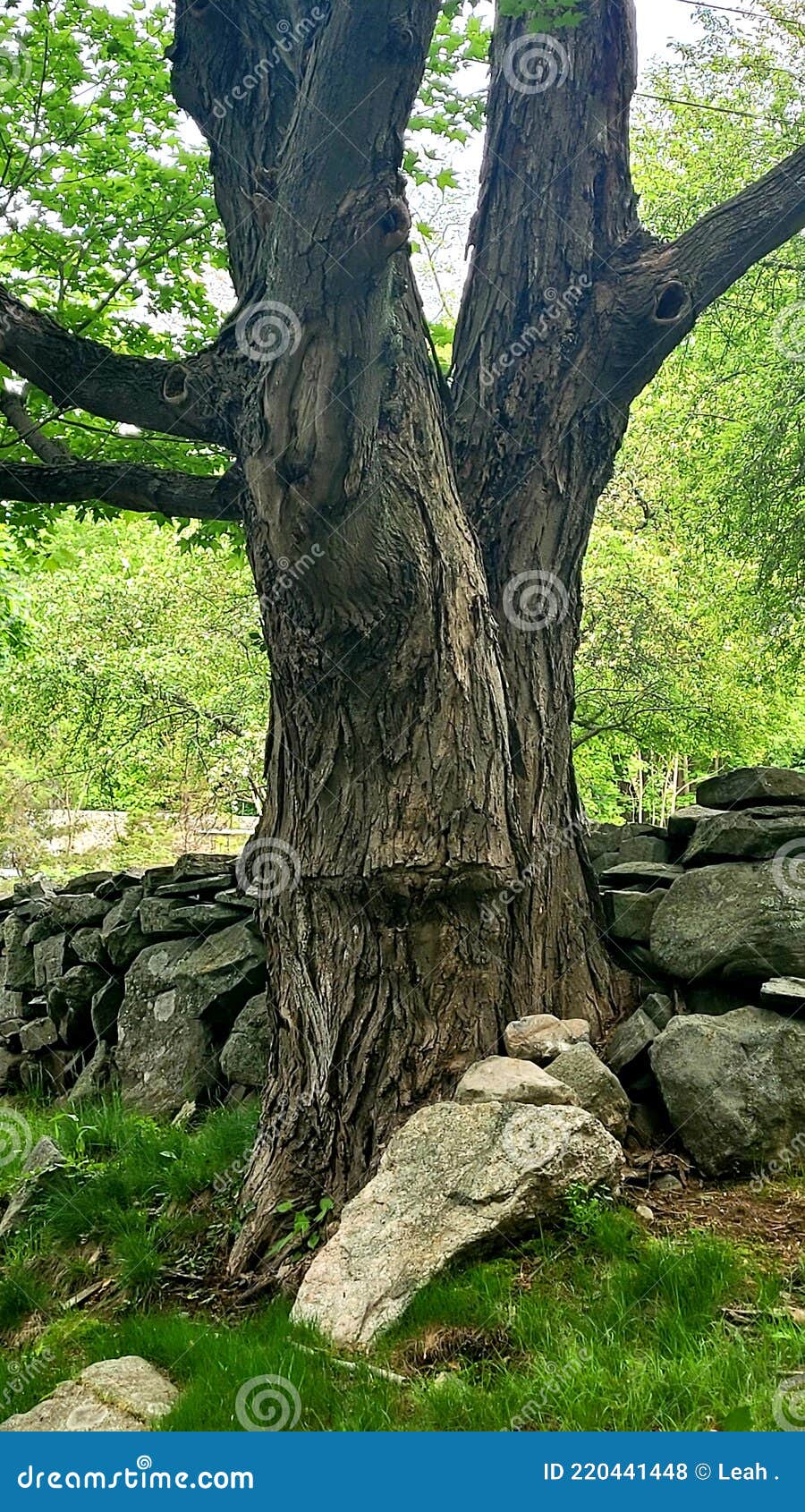 Treeant Treant Face in the Tree Face Fantasy Tree Stock Photo - Image ...