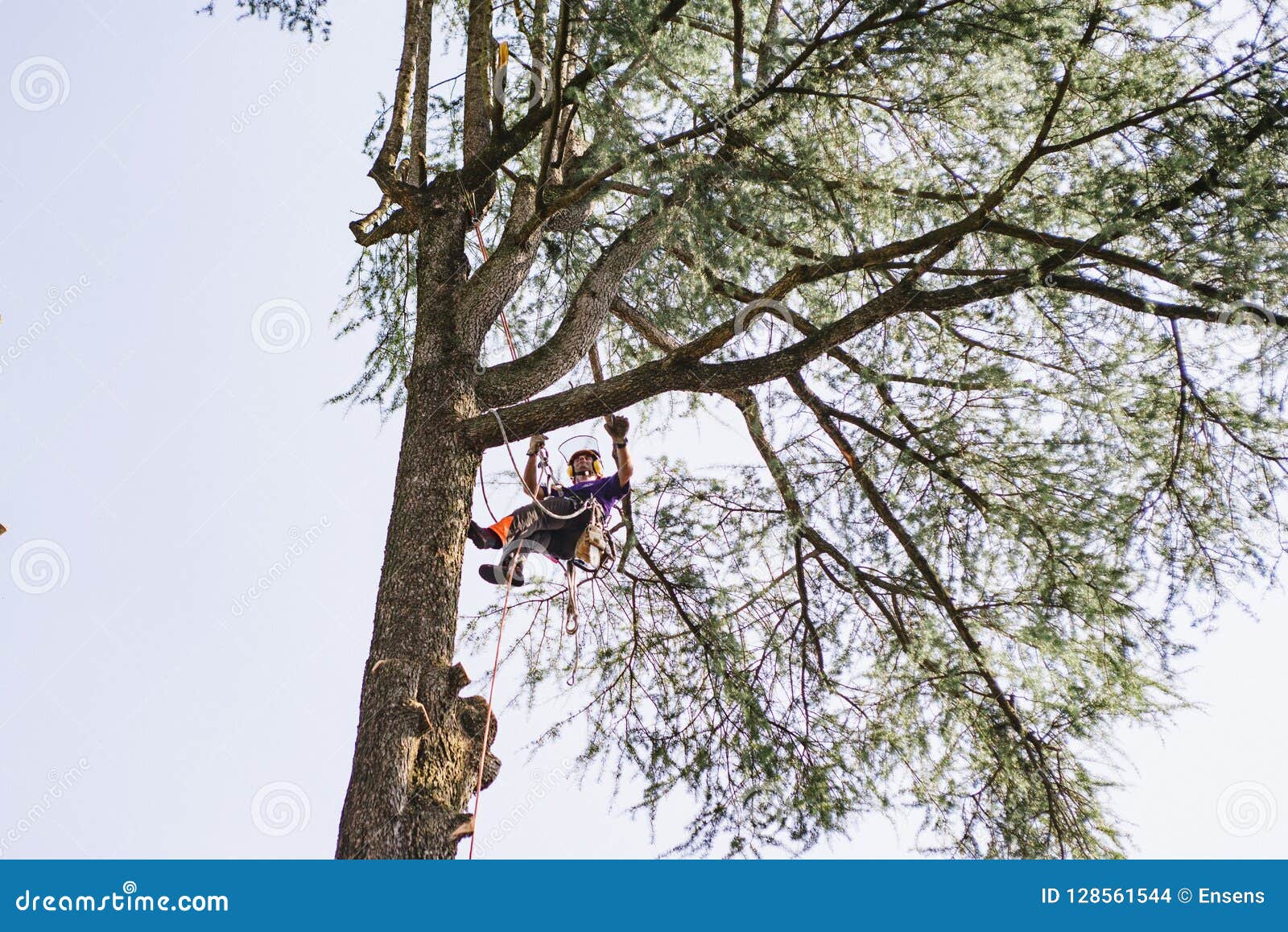 Treeclimber Above Tree To Perform Pruning and Felling Arboriculture ...
