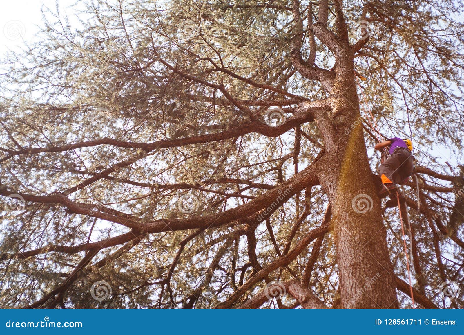 Treeclimber Above Tree To Perform Pruning and Felling Arboriculture ...