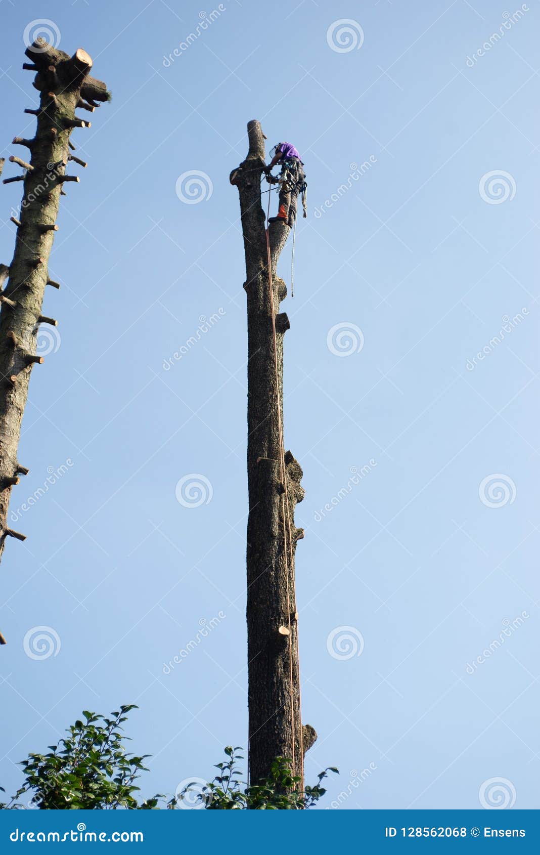 Treeclimber Above Tree To Perform Pruning and Felling Arboriculture ...