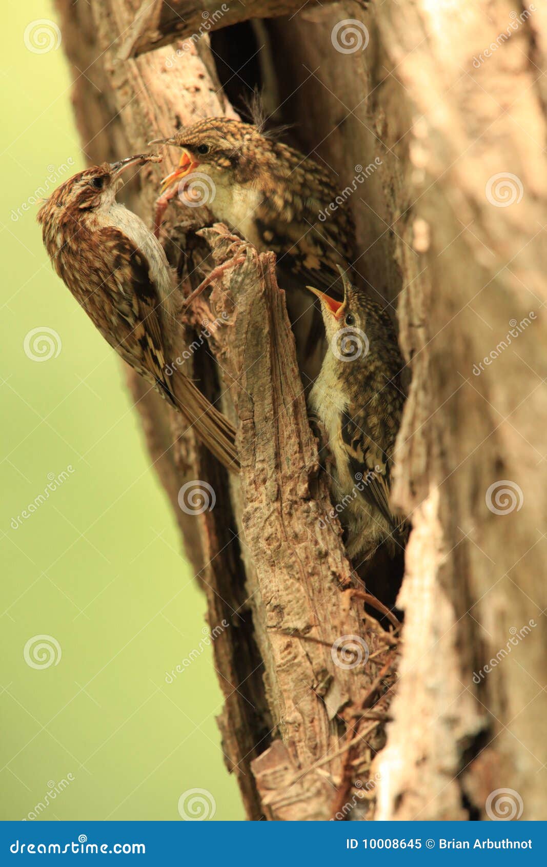A treecreeper bird. stock image. Image of chicks, feeding - 10008645