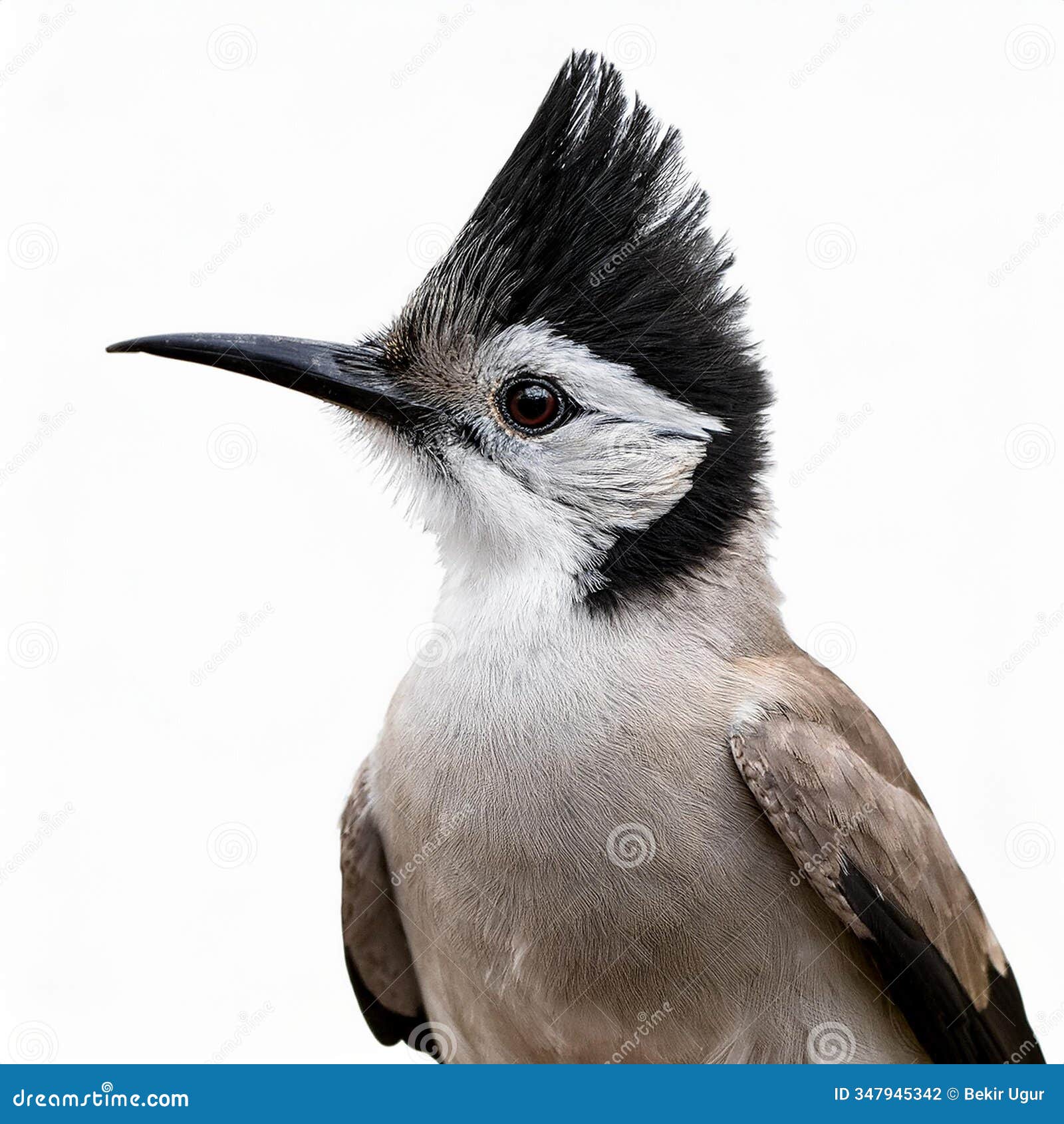 Treecreeper Cartoons, Illustrations & Vector Stock Images - 79 Pictures ...