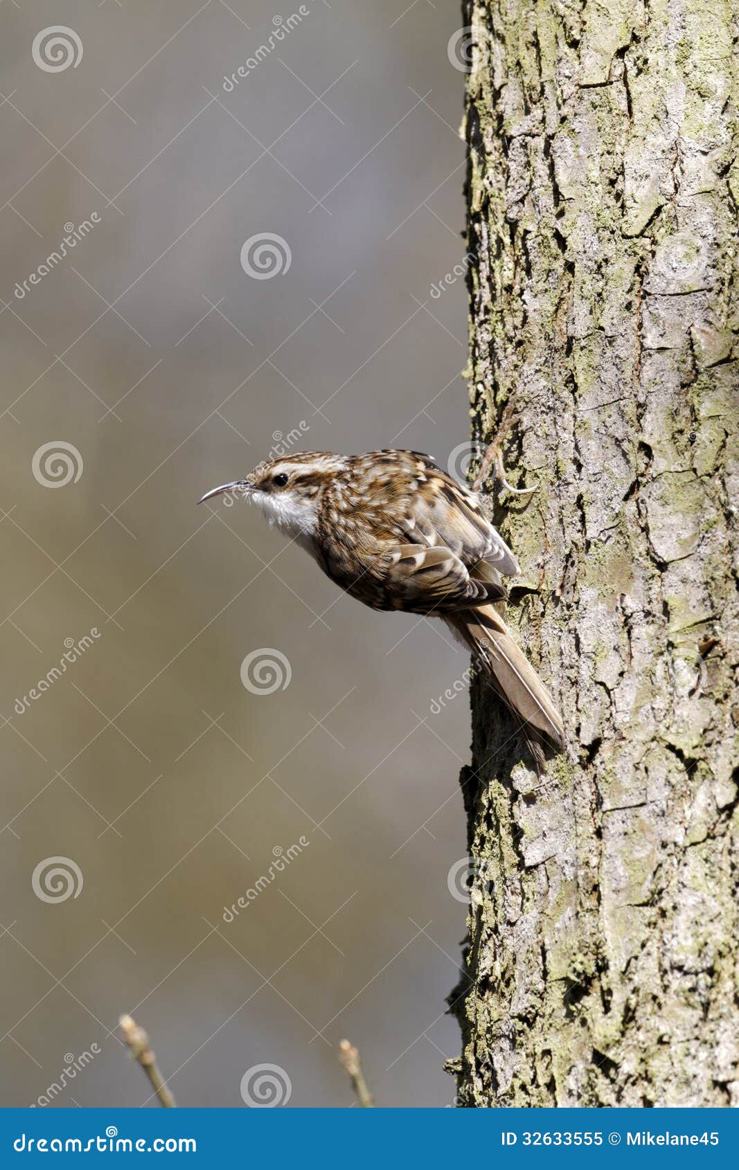 Treecreeper, Certhia Familiaris Stock Image - Image of tree, forestry ...