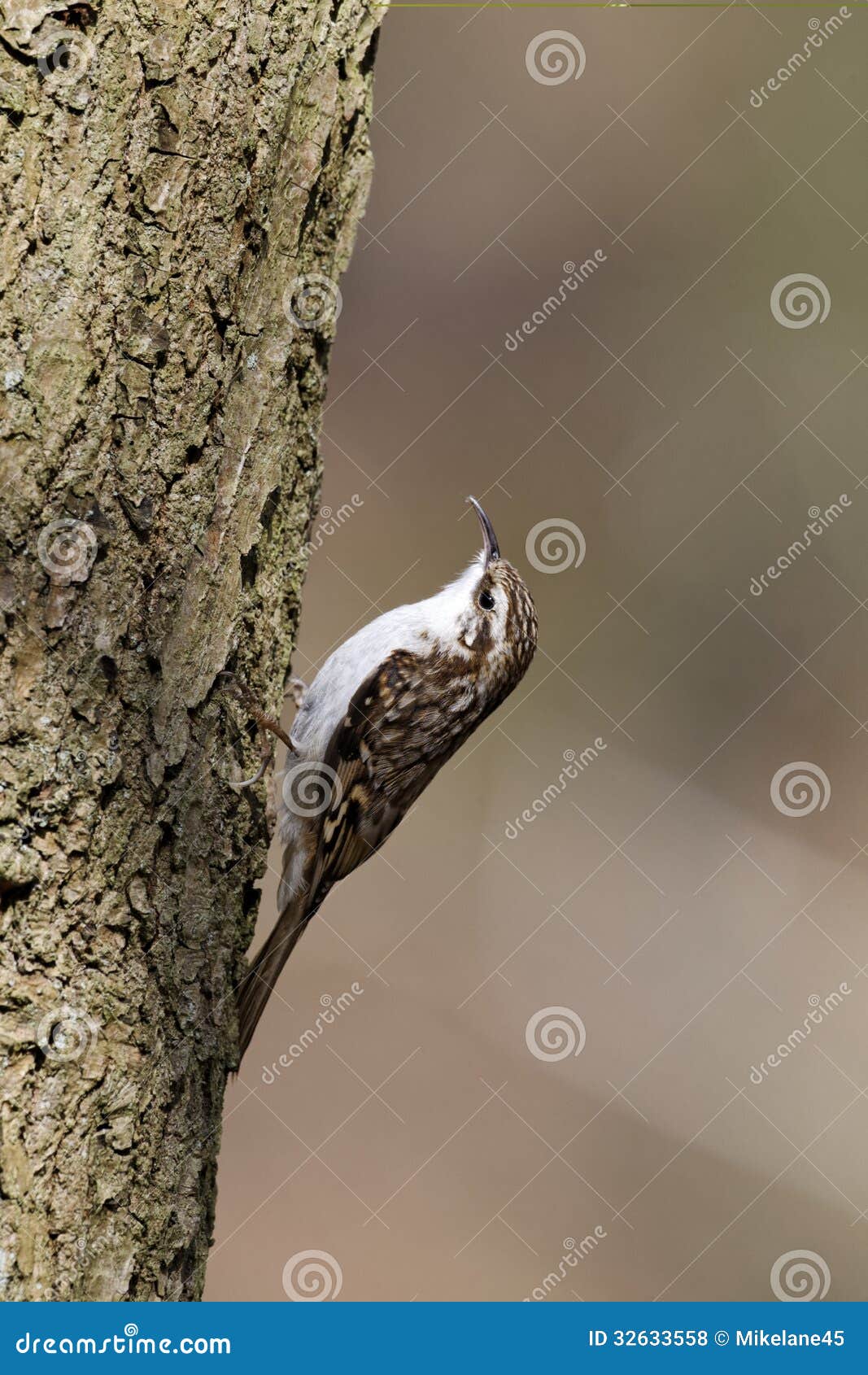 Treecreeper, Certhia Familiaris Stock Photo - Image of certhia, spring ...