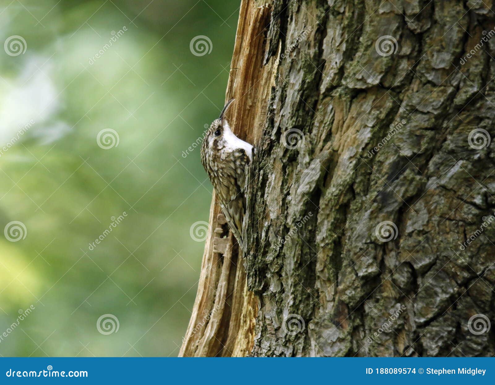 Treecreeper Delivering Food To the Nest Stock Photo - Image of chicks ...