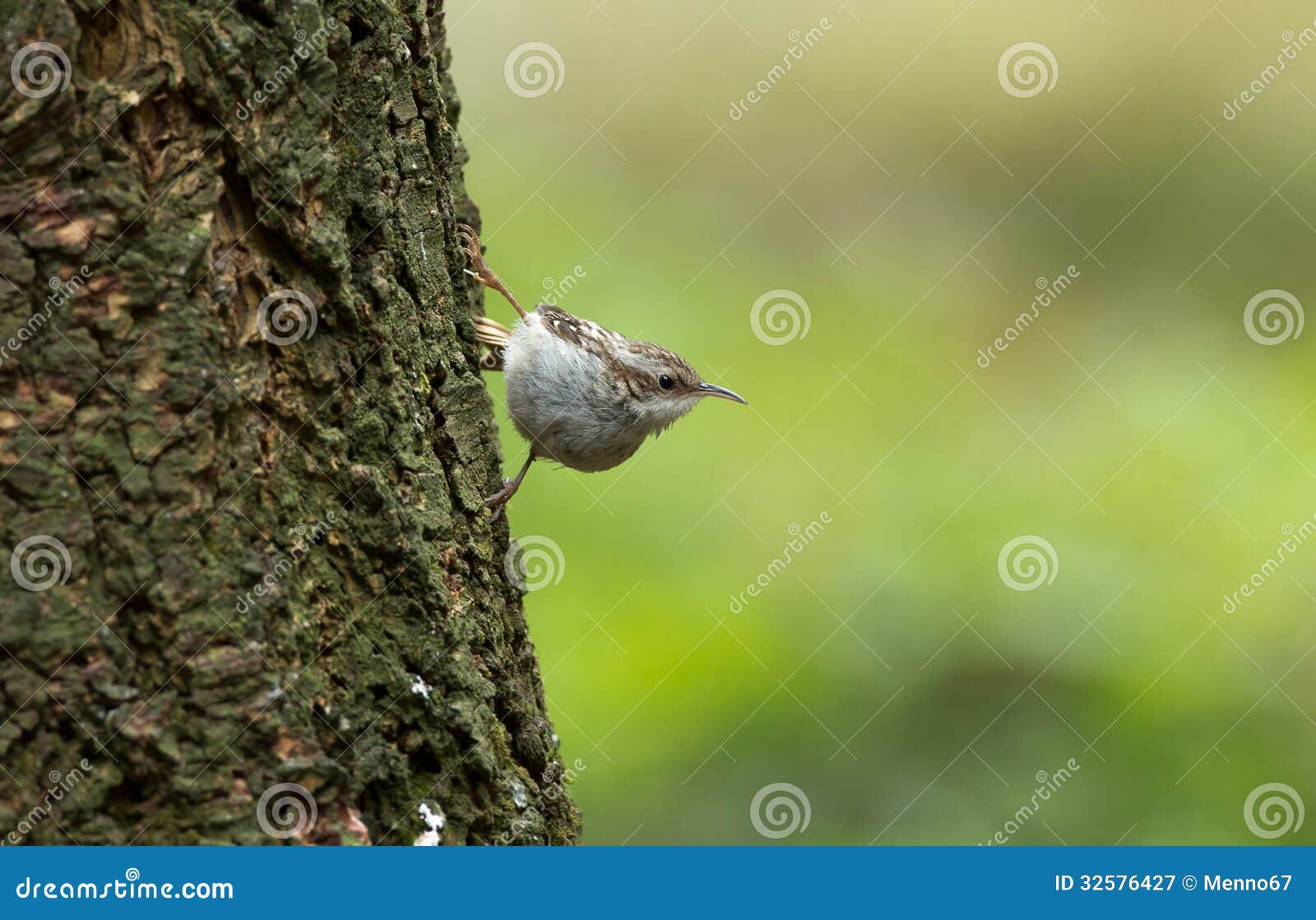 Treecreeper, Familiaris Del Certhia Imagen de archivo - Imagen de ...