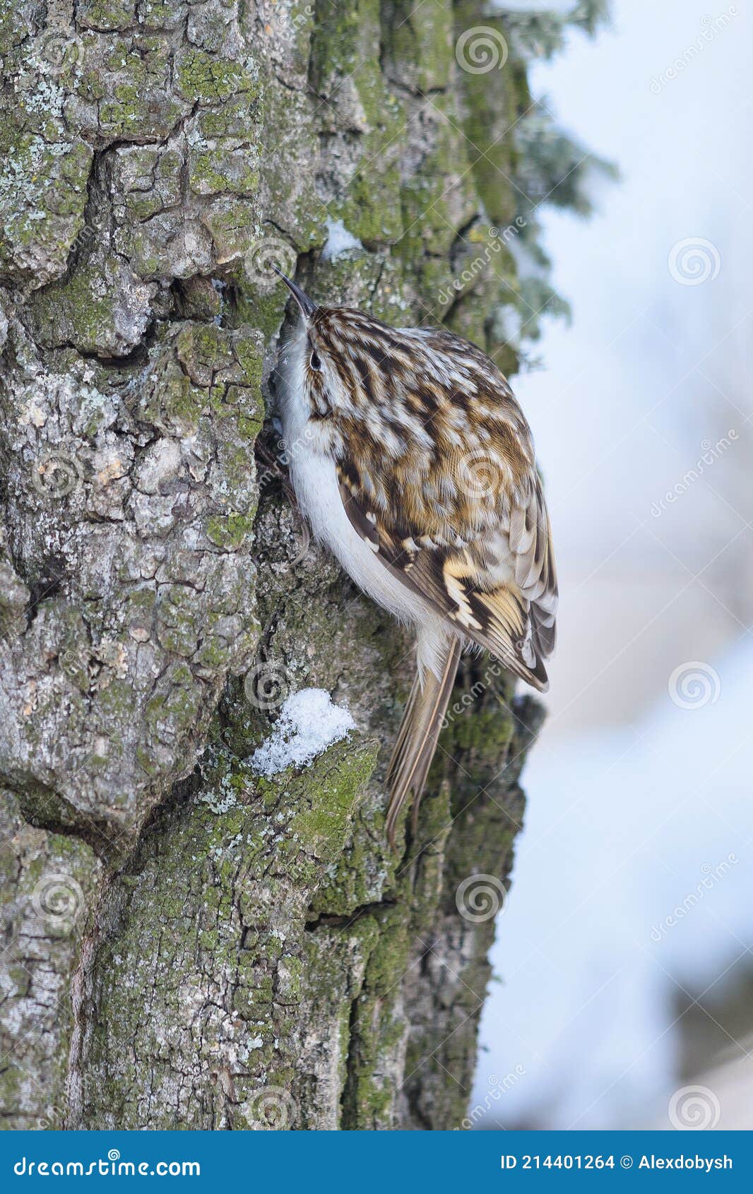Treecreeper stock photo. Image of treecreeper, bird - 214401264