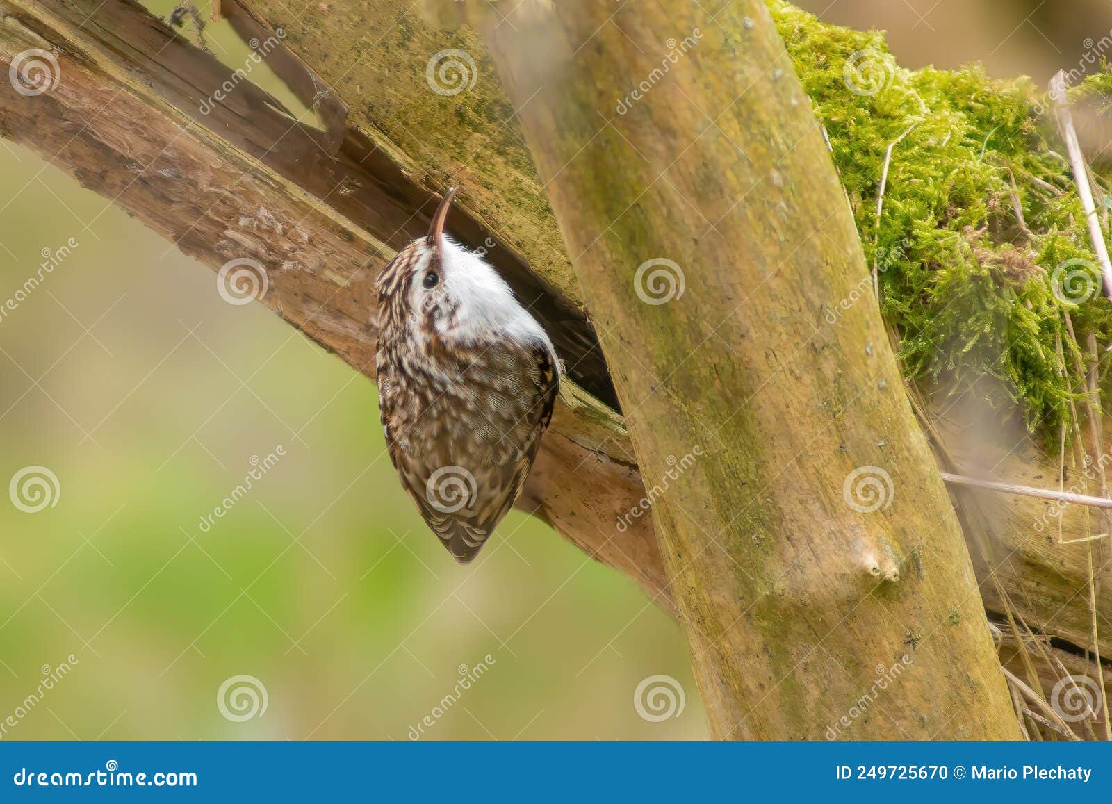 A Treecreeper Looks for Insects on an Old Tree Stock Photo - Image of ...