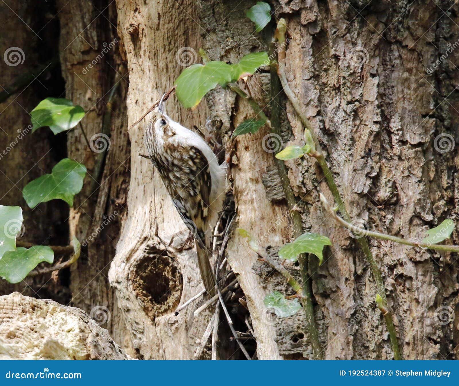 Treecreeper Nest Building in the Woods Stock Image - Image of back ...