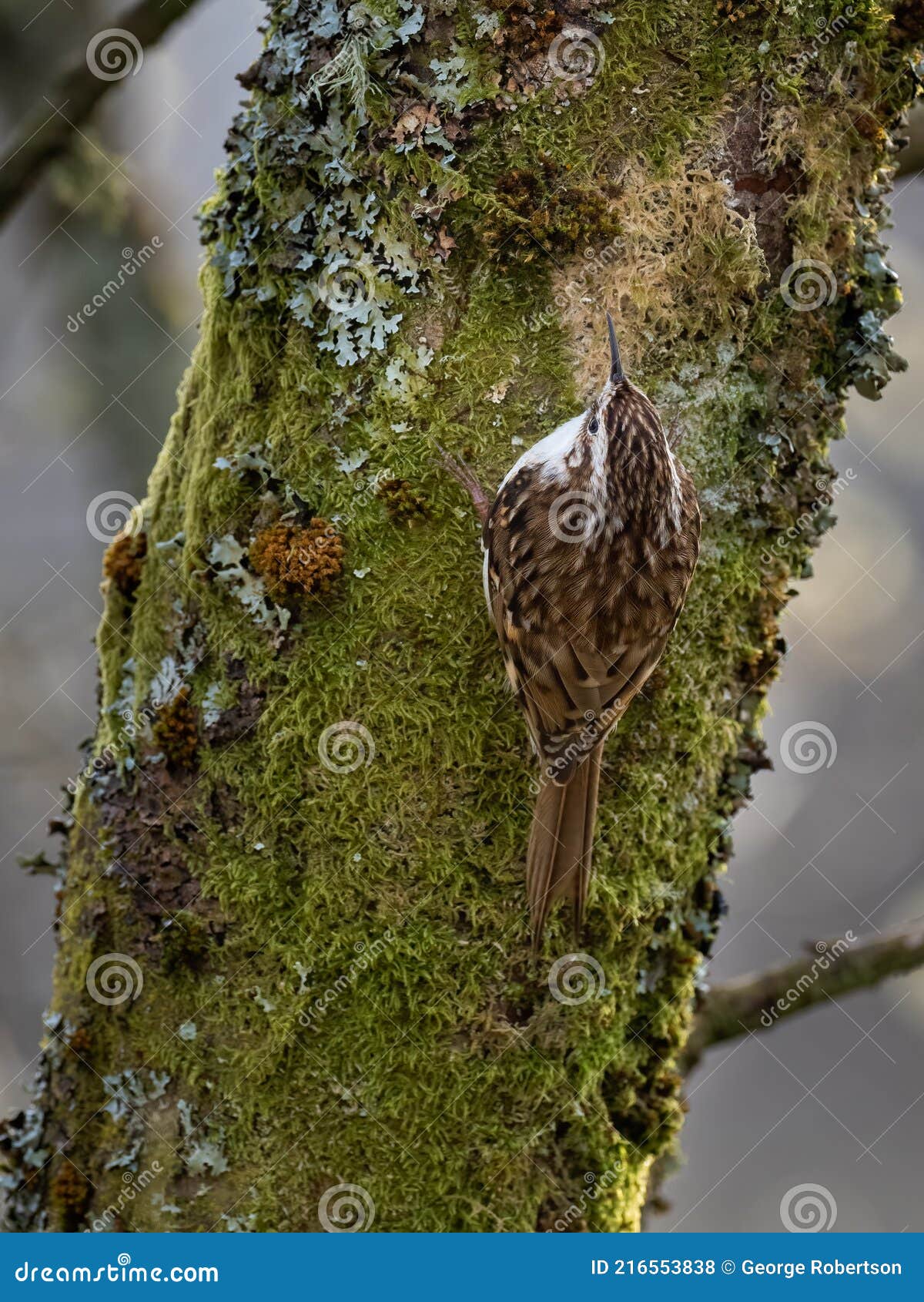 Treecreeper in on Old Tree Trunk Stock Photo - Image of beak, scotland ...