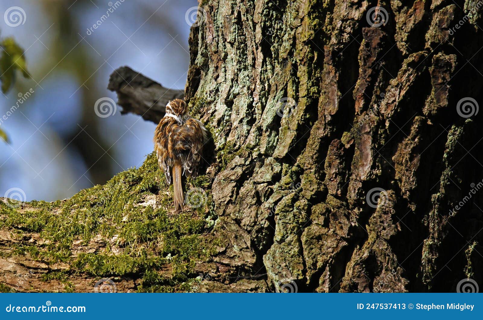 Treecreeper Preening on the Branch of a Tree Stock Image - Image of ...