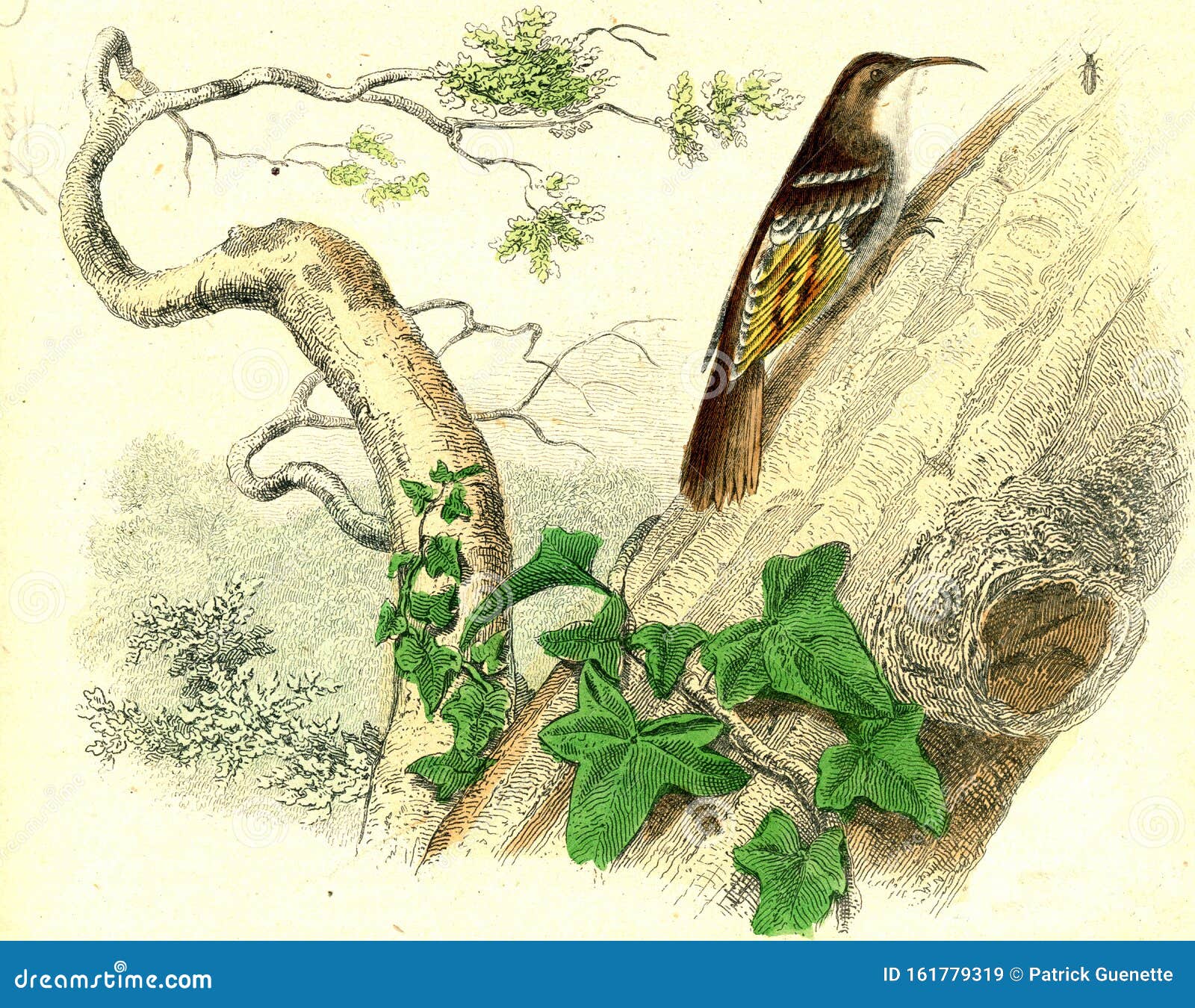 Treecreeper Cartoons, Illustrations & Vector Stock Images - 18 Pictures ...